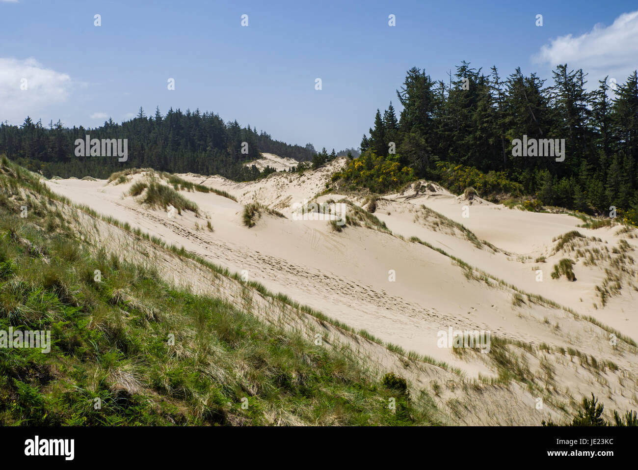 Oregon Dunes Overlook provides wooden ealkways to overlook a portion of ...
