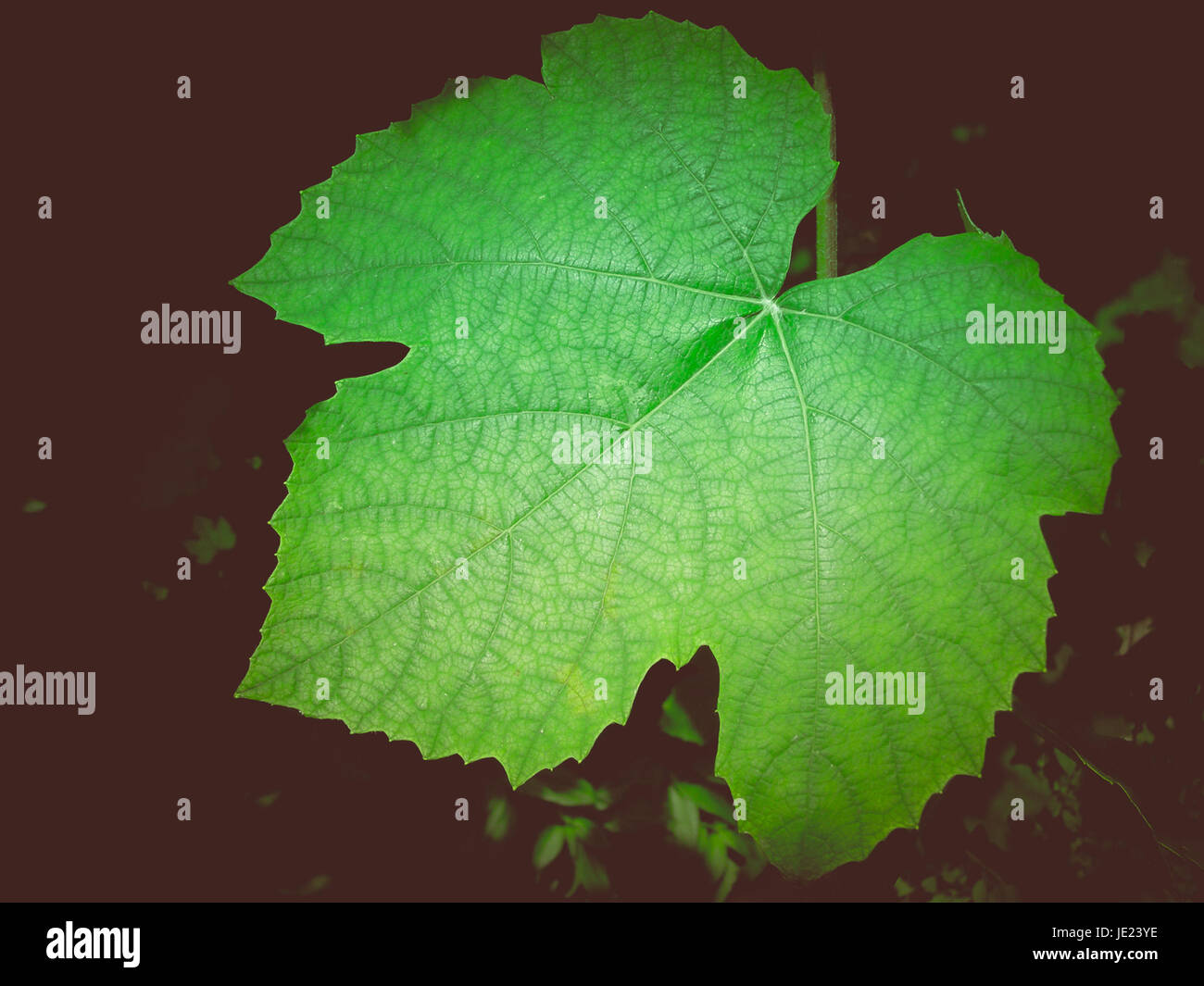 Vintage looking Vine vitis grapevine picture Stock Photo - Alamy