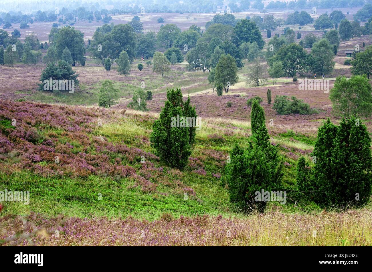 Stinted hi-res stock photography and images - Alamy