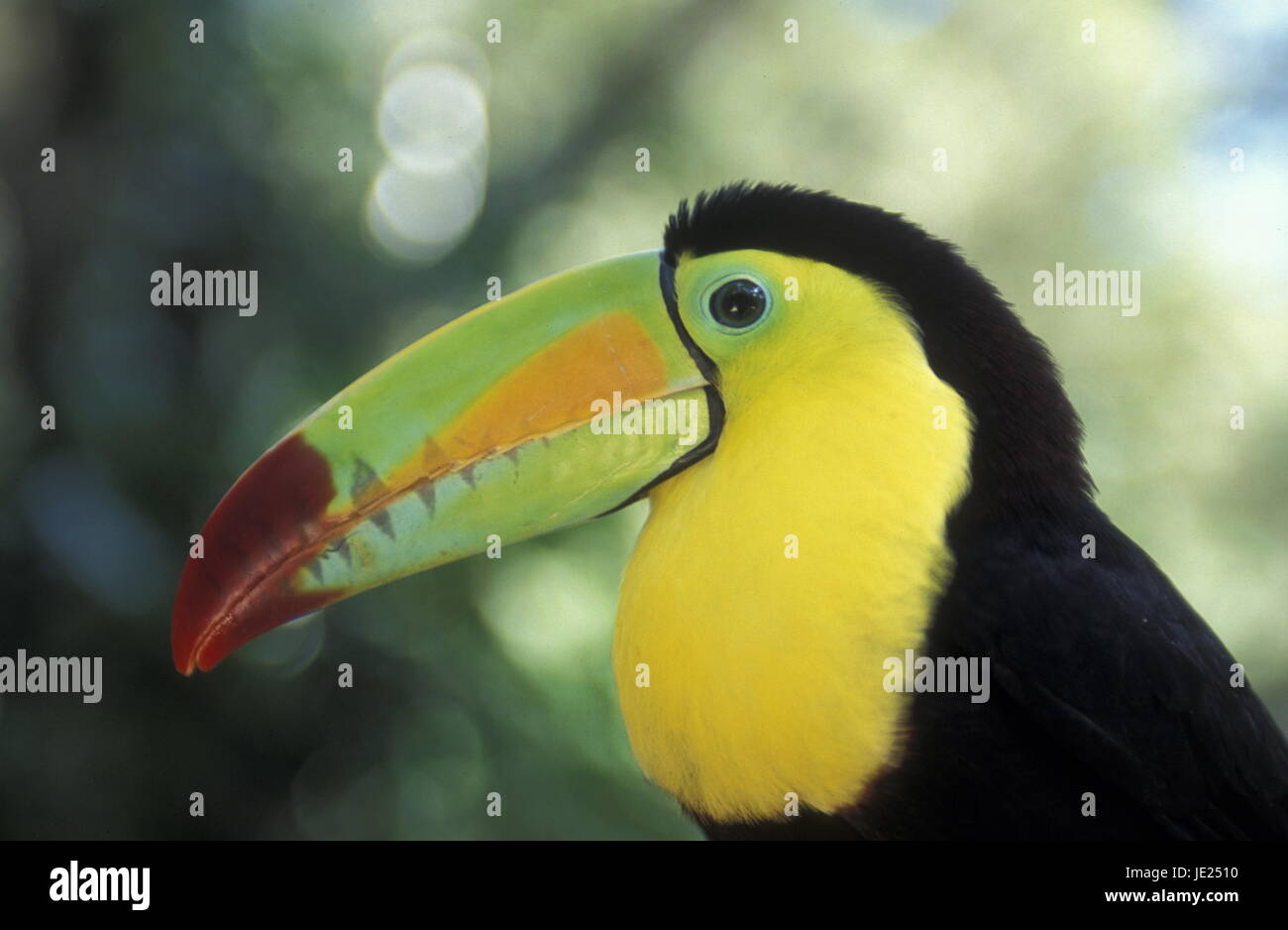 Tropical Birds in the town of Copan in Honduras in Central America ...