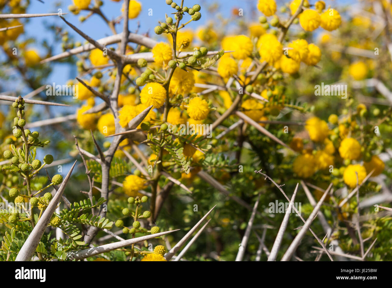 Flora of Souss Masa National Park in Morocco at summer Stock Photo - Alamy