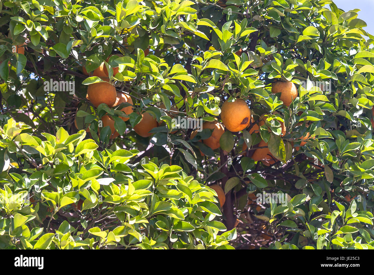 Orange trees with fresh fruits - Citrus sinensis Stock Photo - Alamy