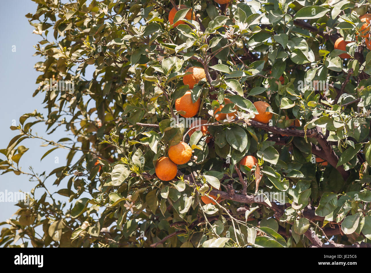 Orange trees with fresh fruits - Citrus sinensis Stock Photo - Alamy
