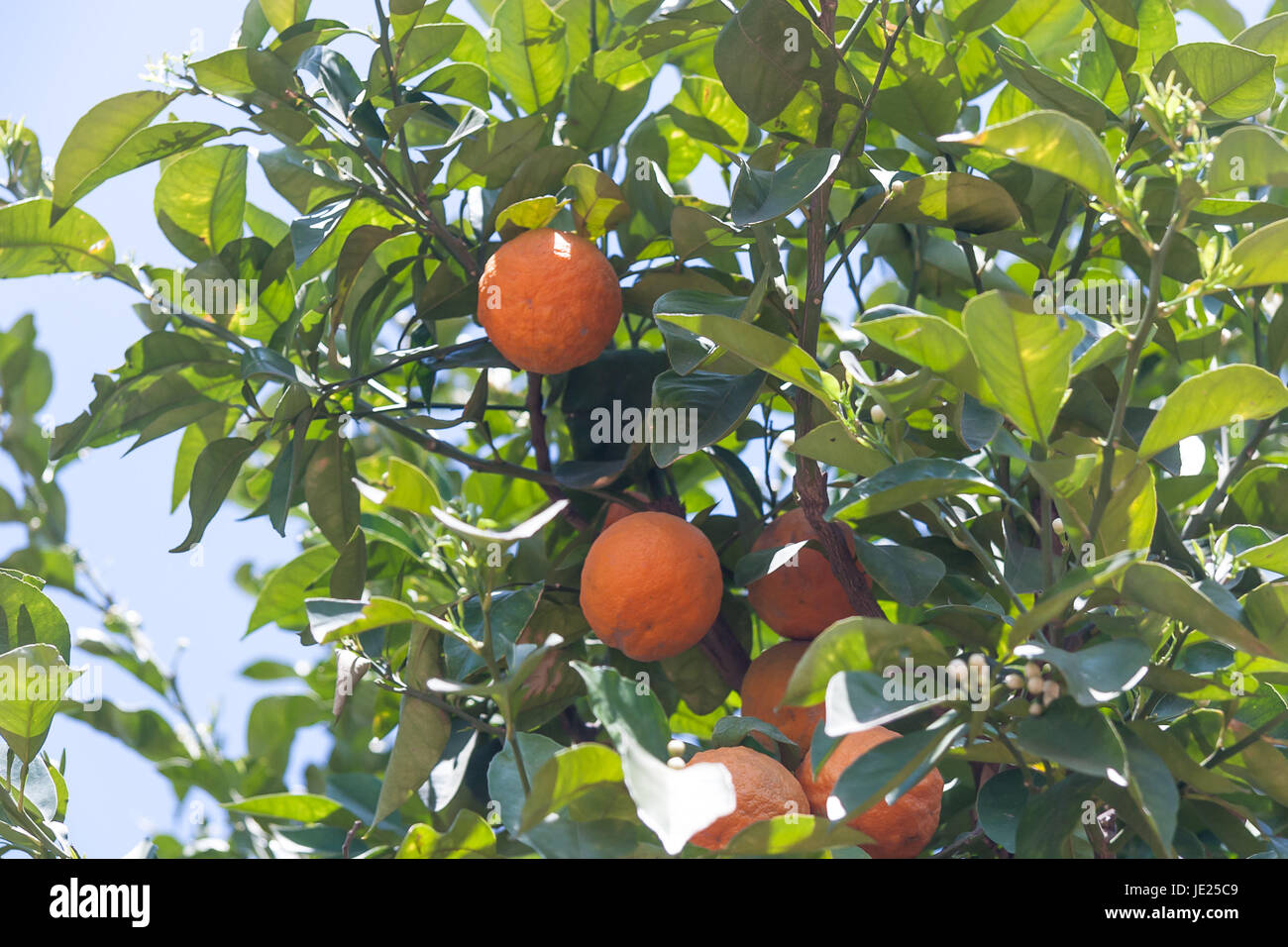 Orange trees with fresh fruits - Citrus sinensis Stock Photo - Alamy