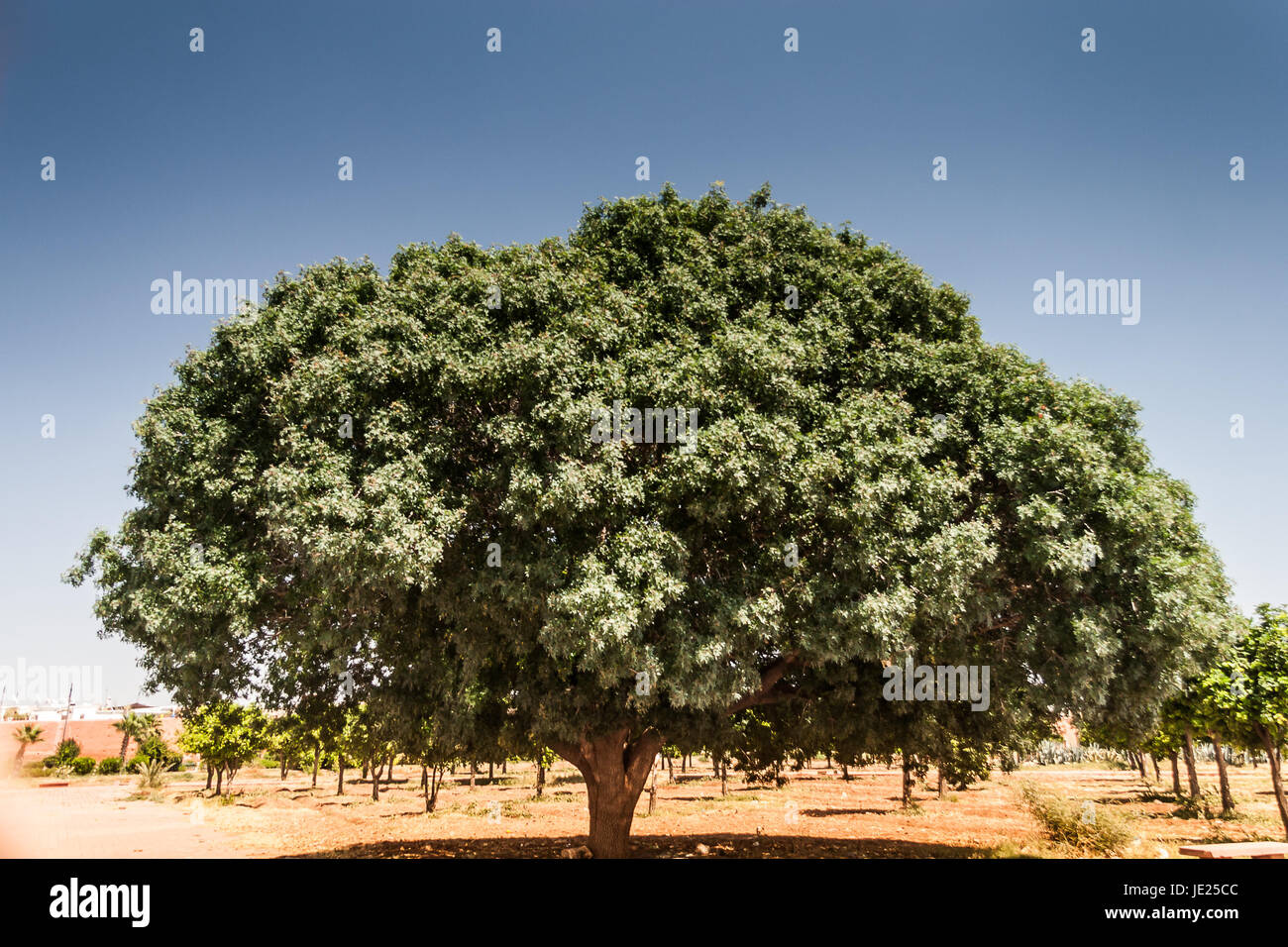 Huge Tree trunk at summer time Stock Photo - Alamy
