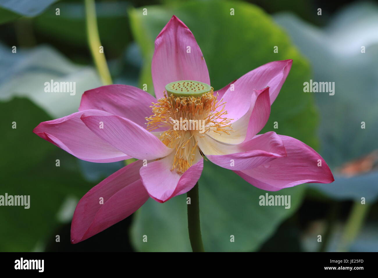 Lotusknospe hi-res stock photography and images - Alamy