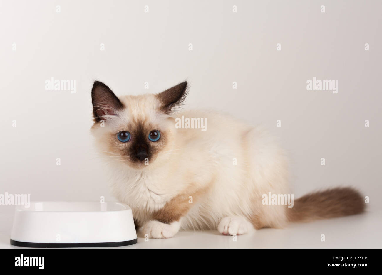 Seal Point Birman Sacred Cat Of Burma Cat High Resolution Stock ...