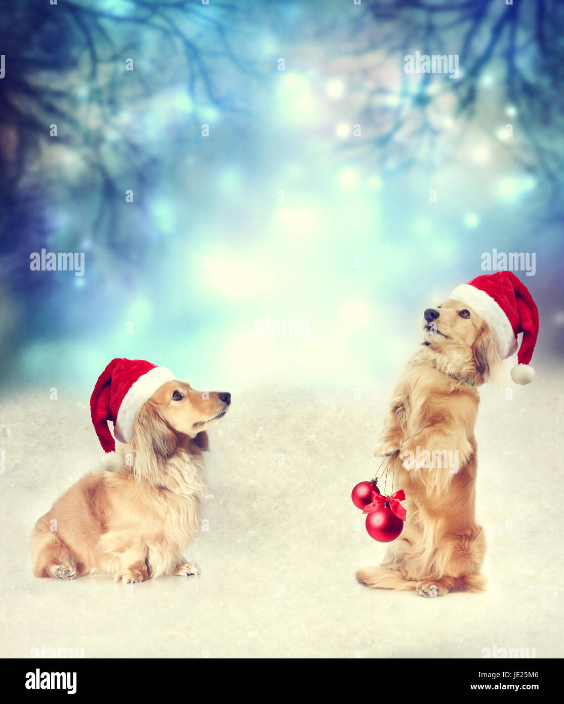 Two dachshund hi-res stock photography and images - Alamy