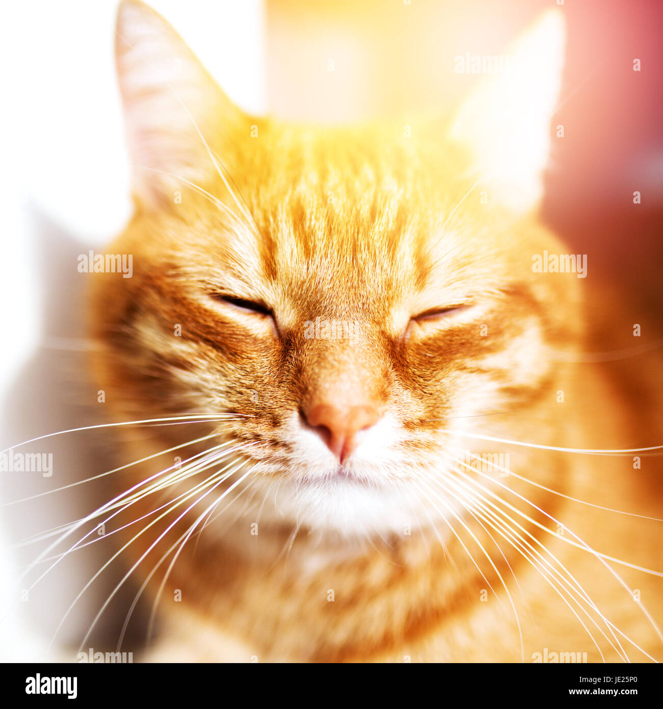 Summer red cat sleeping in sunlight, close-up Stock Photo - Alamy