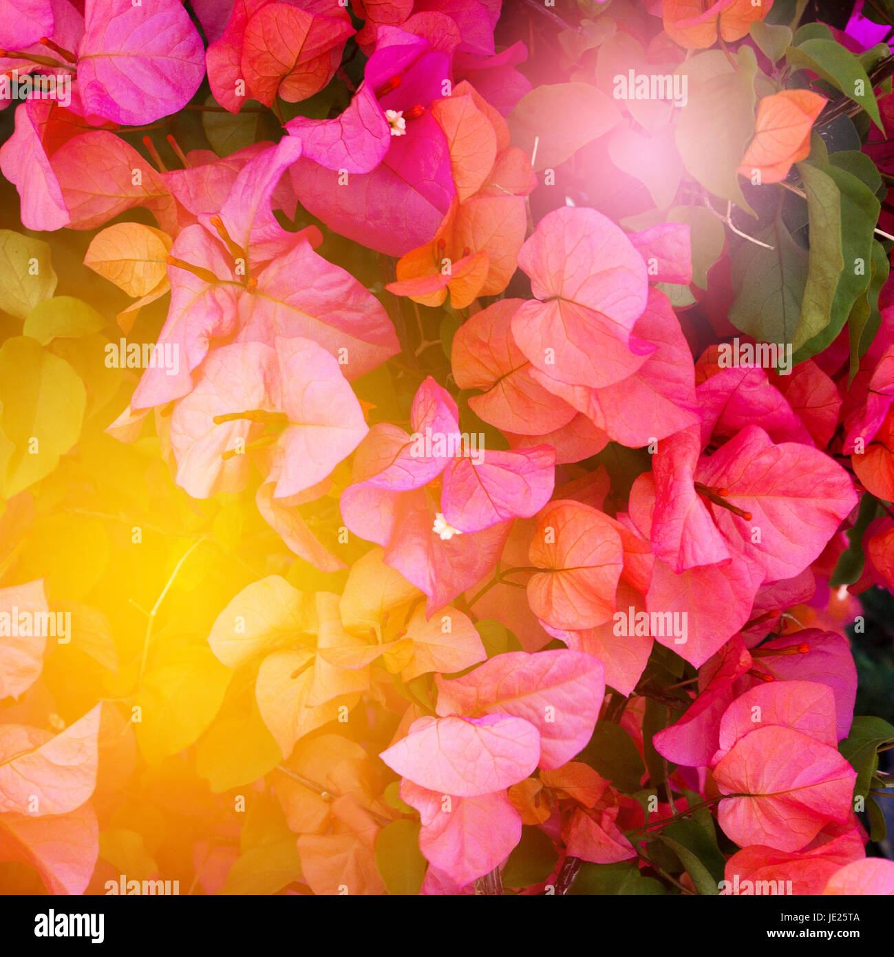 Bright summer background with flowers, sun light Stock Photo - Alamy