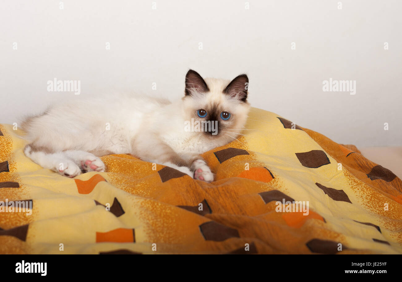 A seal point Birman cat, 4 month old kitten, male with blue eyes lying ...