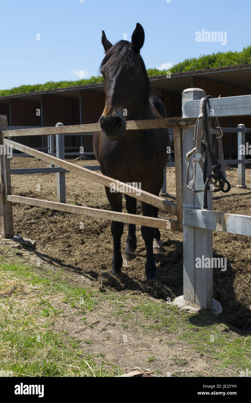 Horse the ground manege hi-res stock photography and images - Alamy