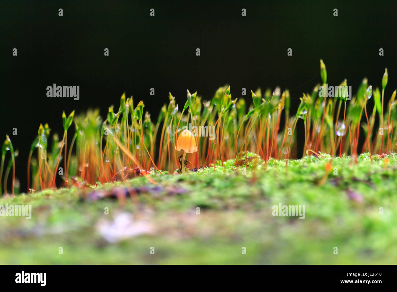 Soft color mushroom design hi-res stock photography and images - Alamy