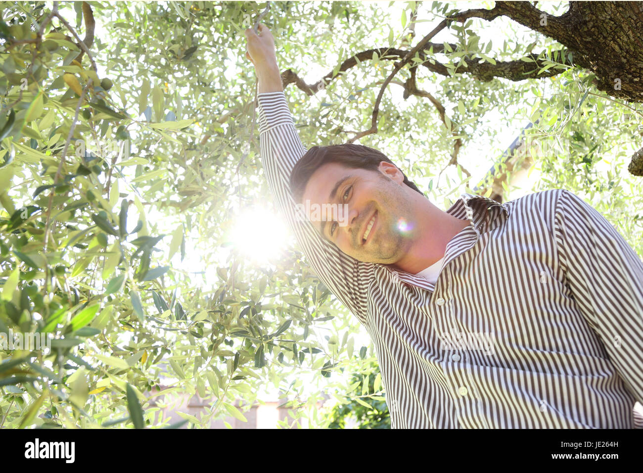 man under olive tree Stock Photo - Alamy