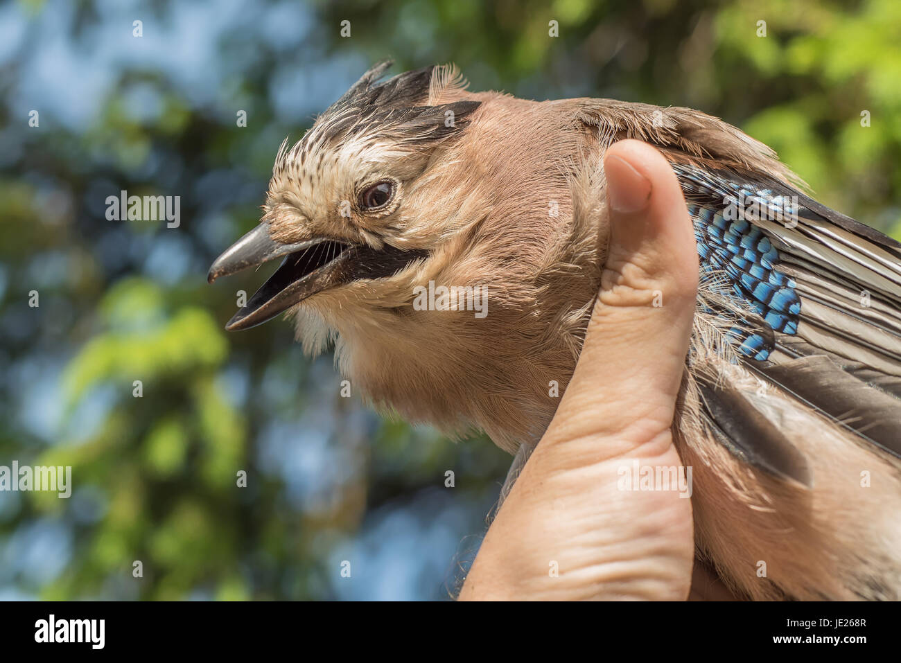 Ornithologist examines the caught bird Stock Photo - Alamy