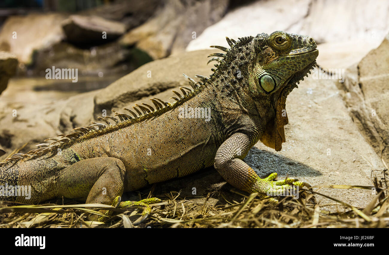 150 cm hi-res stock photography and images - Alamy