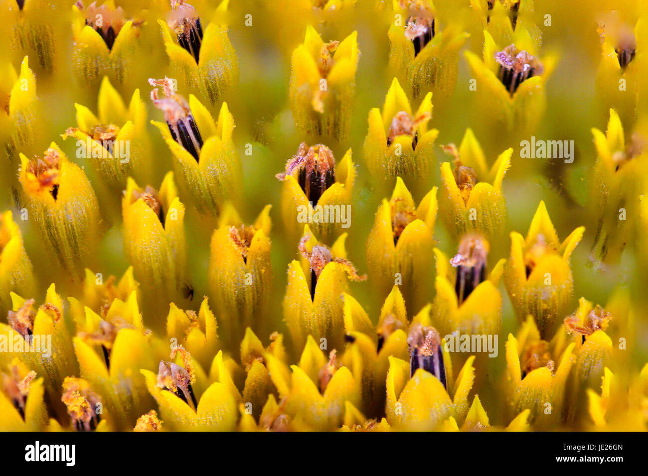 Macro texture core of sun flower, sunflower close-up Stock Photo - Alamy