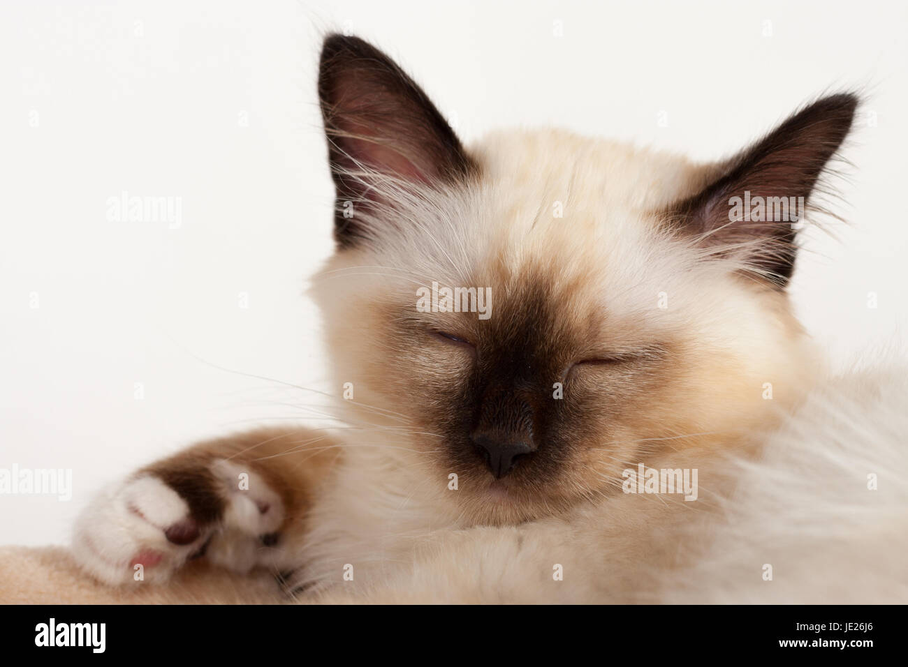A seal point Birman cat, 4 month old kitten, male is sleeping Stock ...