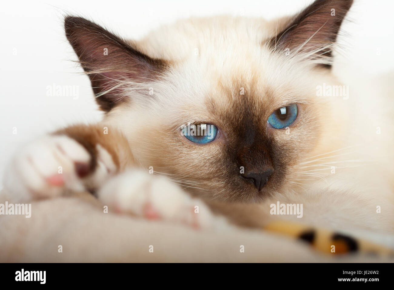 Seal point birman sacred cat of burma cat hi-res stock photography and ...