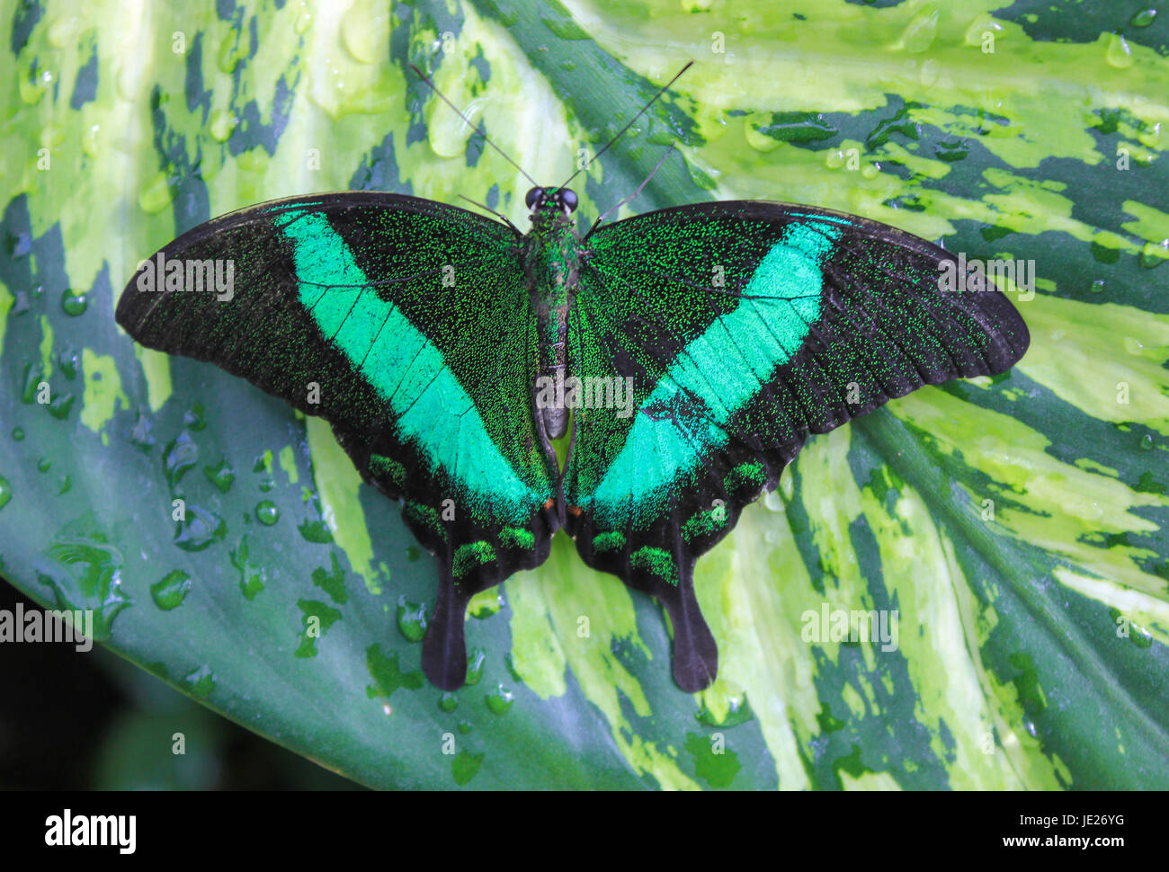 Batterfly pattern hi-res stock photography and images - Alamy