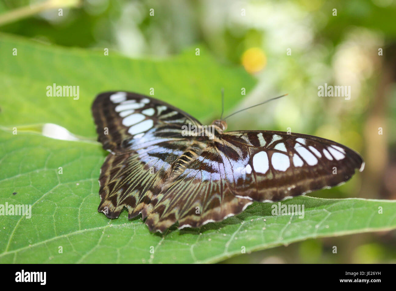 Batterfly pattern hi-res stock photography and images - Alamy