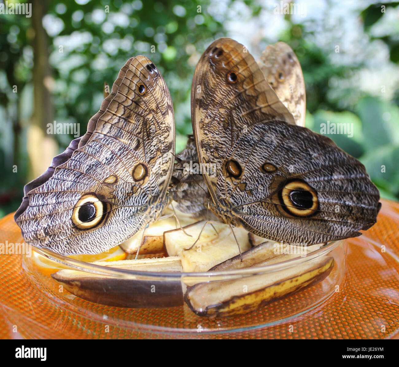 Batterfly pattern hi-res stock photography and images - Alamy