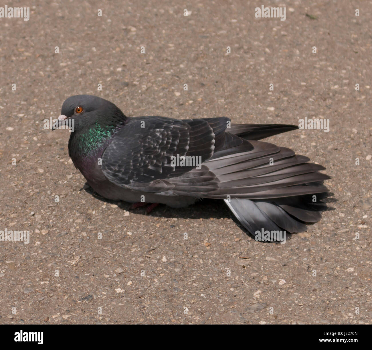 pigeon close up Stock Photo - Alamy