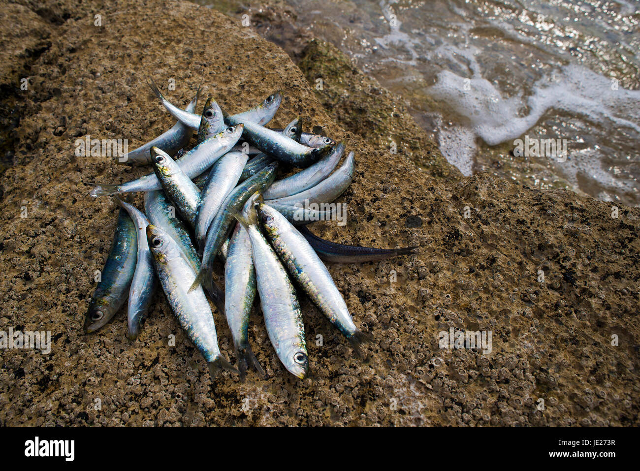 Fresh raw sardines on the beach close up Stock Photo - Alamy