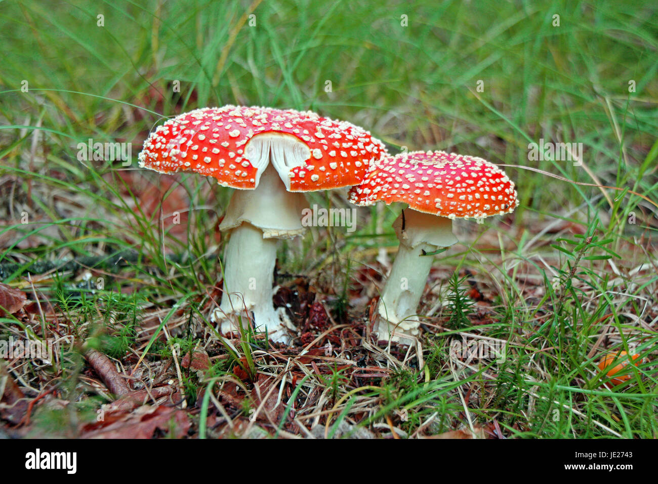 Toadstools poisonous hi-res stock photography and images - Alamy