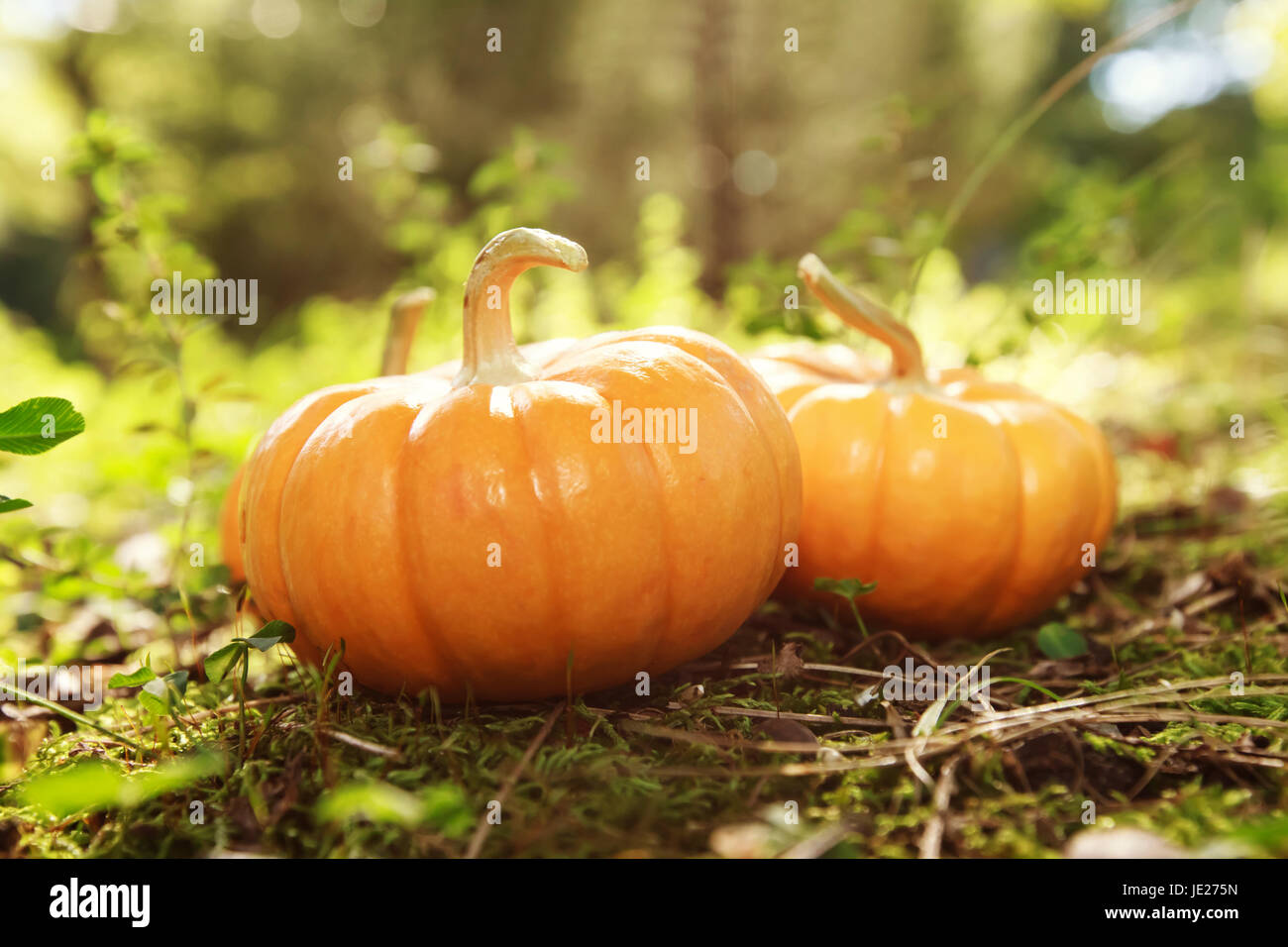 Miniature pumpkins in rustic garden with sunshine Stock Photo - Alamy