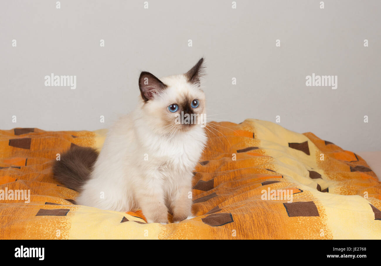 A seal point Birman cat, 4 month old kitten, male with blue eyes is ...
