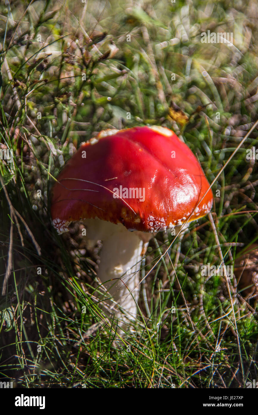 Pilz mit leuchtend roter Kappe im Gras Stock Photo - Alamy