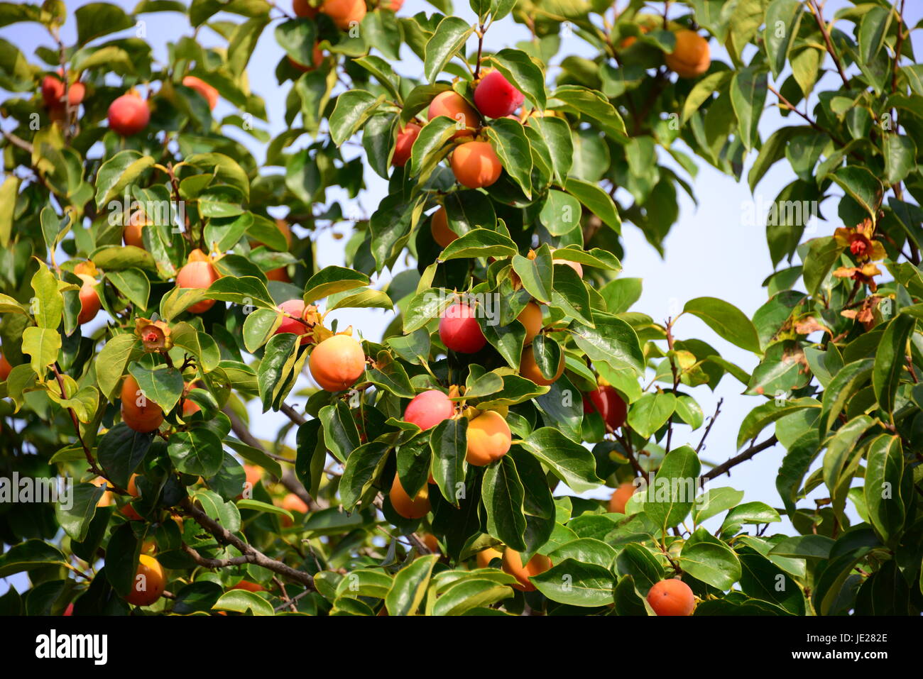 Kaki diospyros kaki sharonfrucht hi-res stock photography and images ...