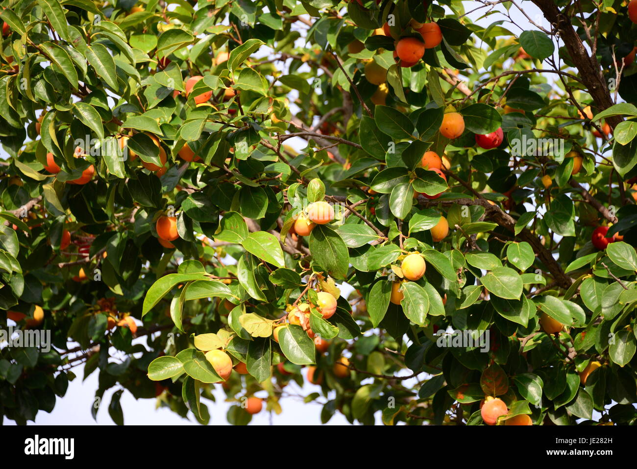 kaki tree at - spain Stock Photo - Alamy