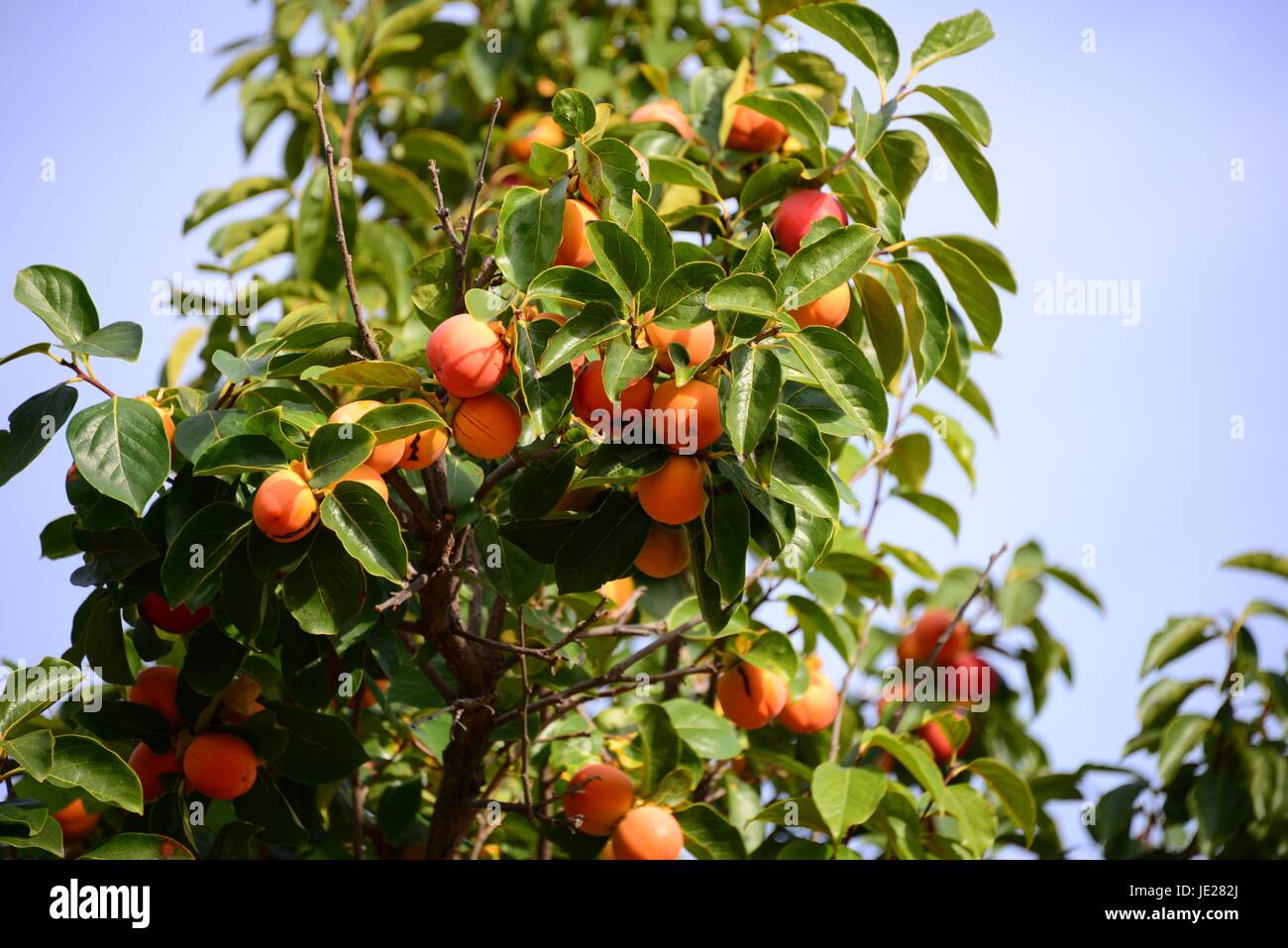 Sharonfrucht hi-res stock photography and images - Alamy