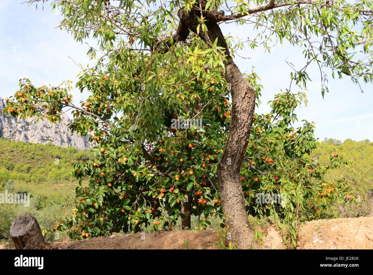 Sharonfrucht hi-res stock photography and images - Alamy