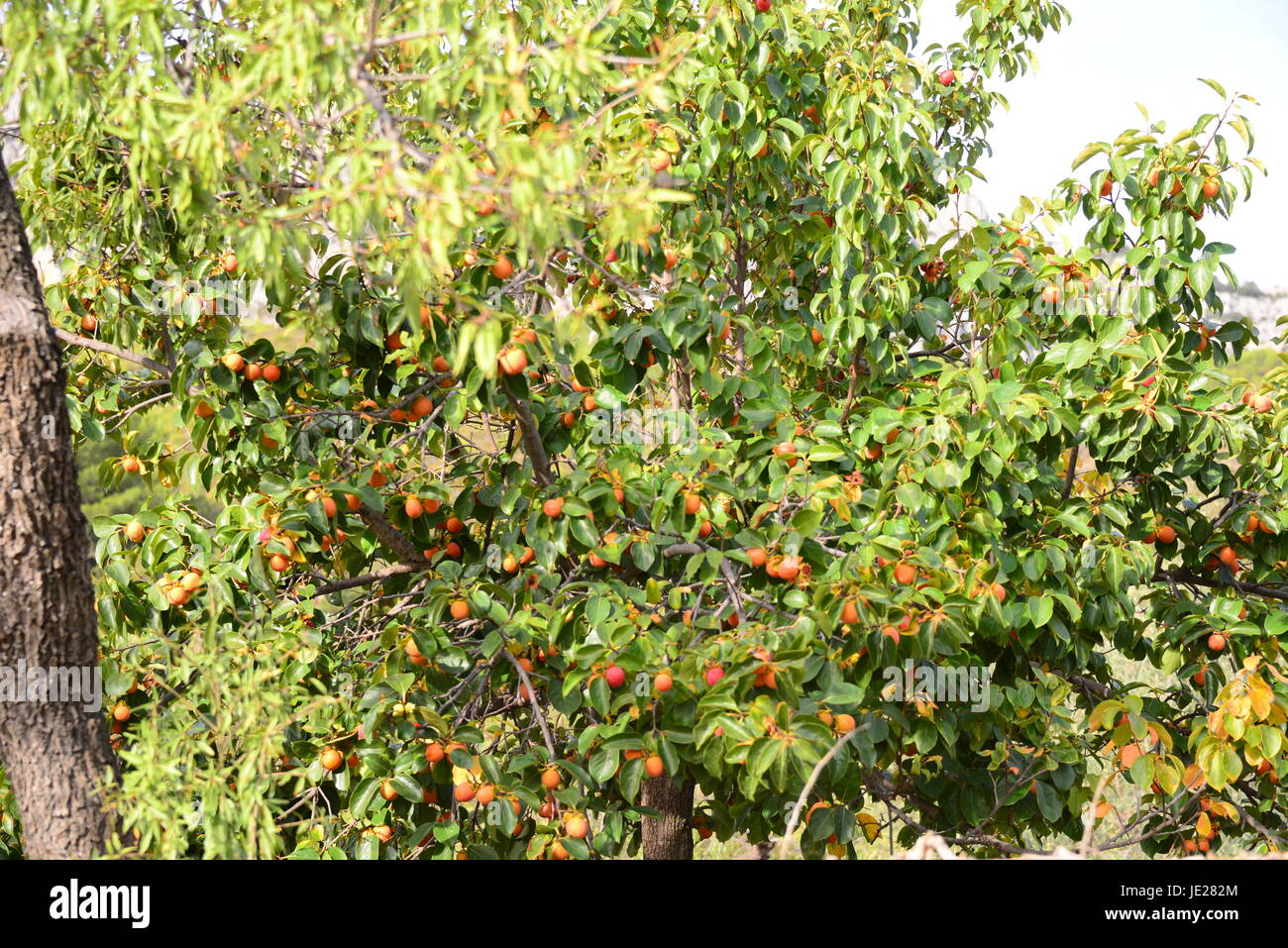 kaki tree at - spain Stock Photo - Alamy
