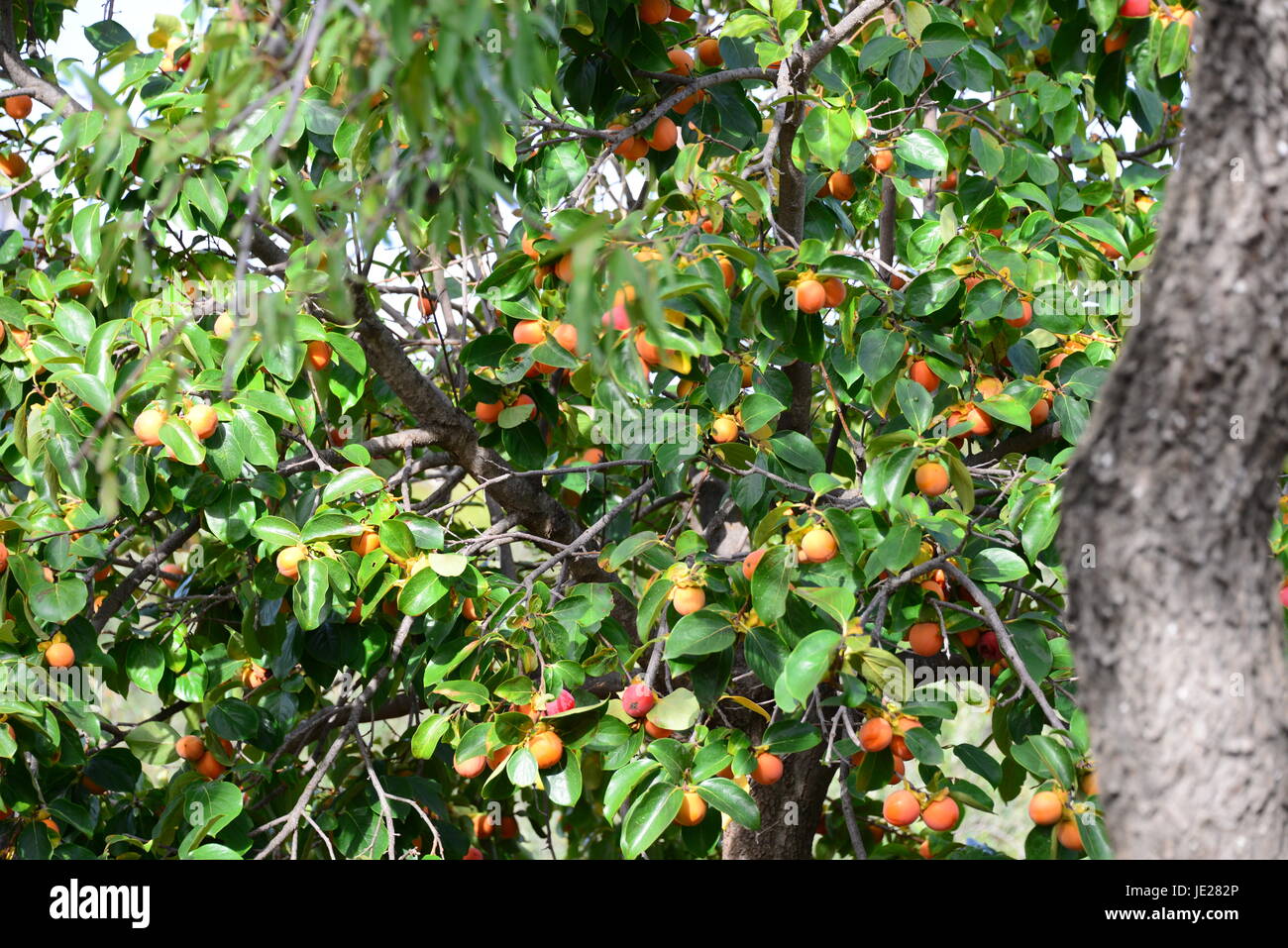 Sharonfrucht hi-res stock photography and images - Alamy