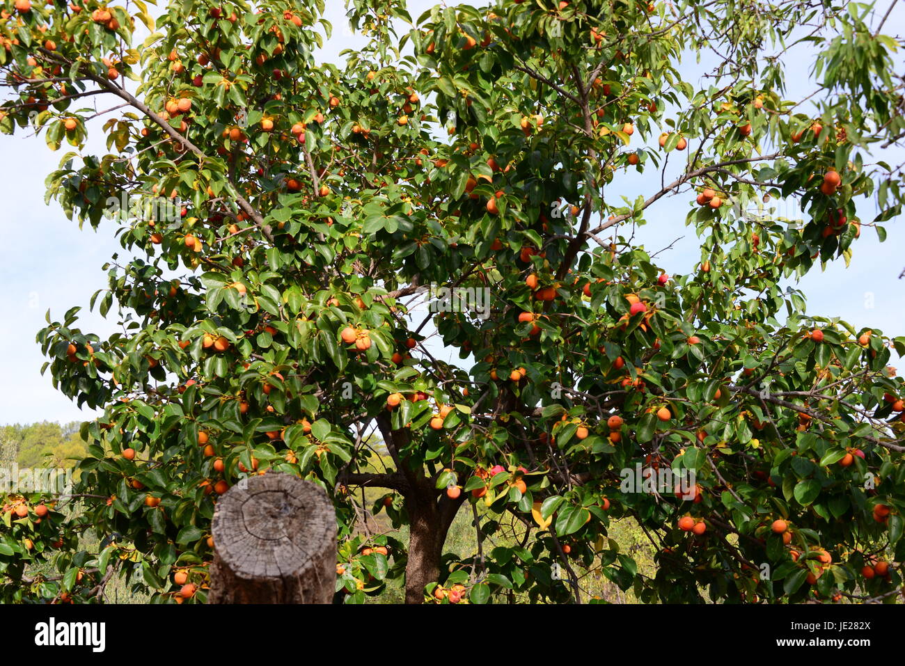 kaki tree at - spain Stock Photo - Alamy