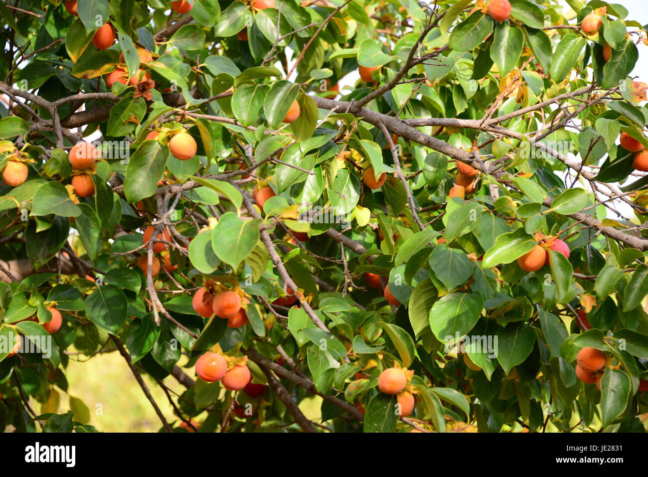 Sharonfrucht hi-res stock photography and images - Alamy