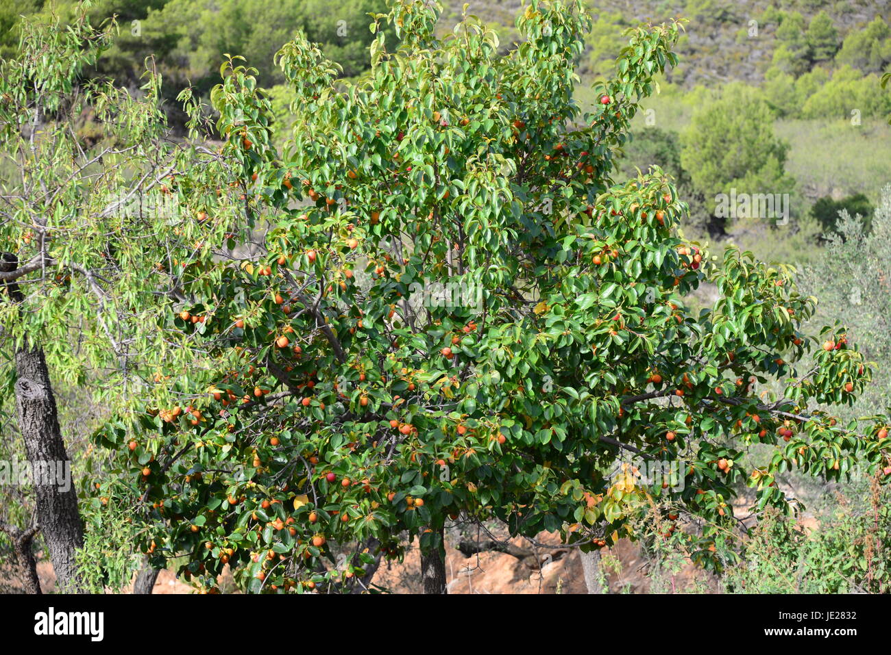 Sharonfrucht hi-res stock photography and images - Alamy