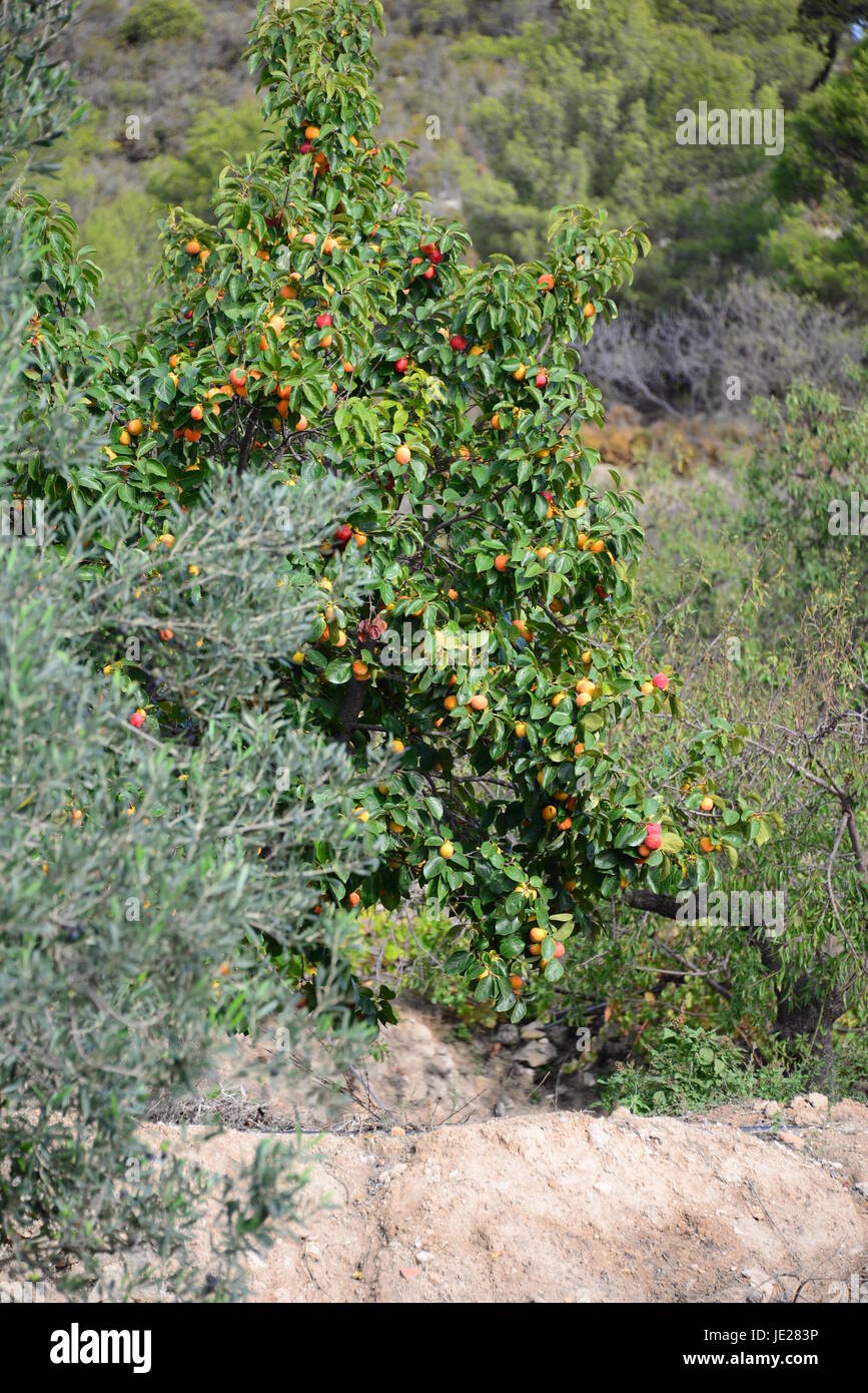 Sharonfrucht hi-res stock photography and images - Alamy