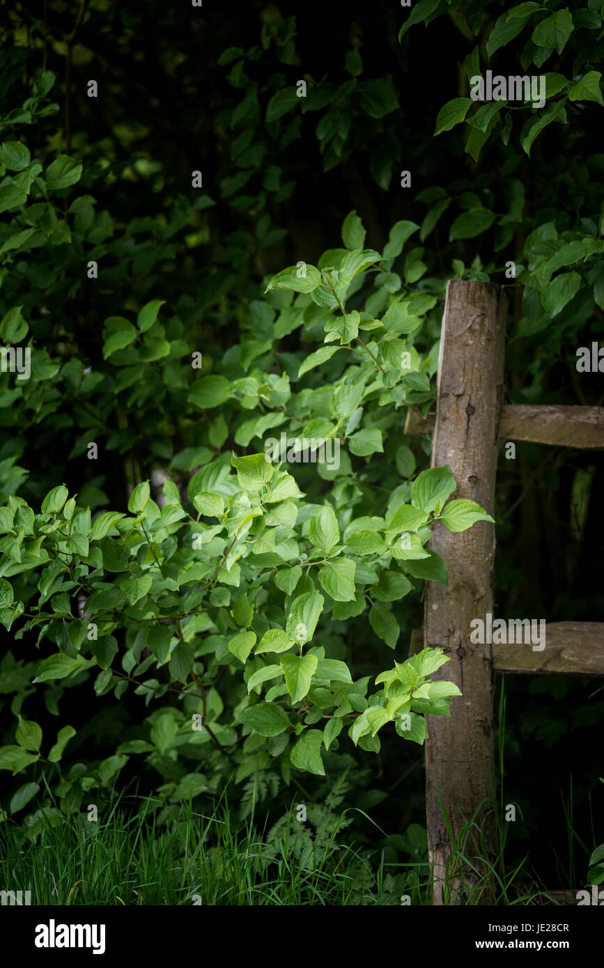 Beautiful artistic sunlit wooden fence post in English countryside ...