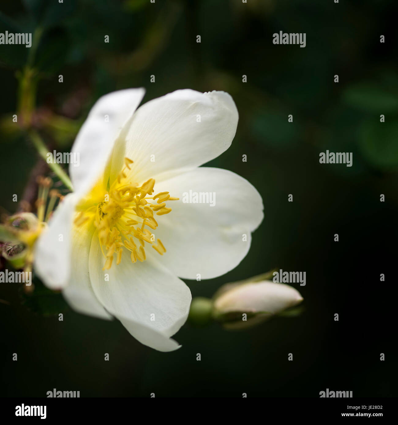 Beautiful close up macro image of bright white Spring anemone flower ...
