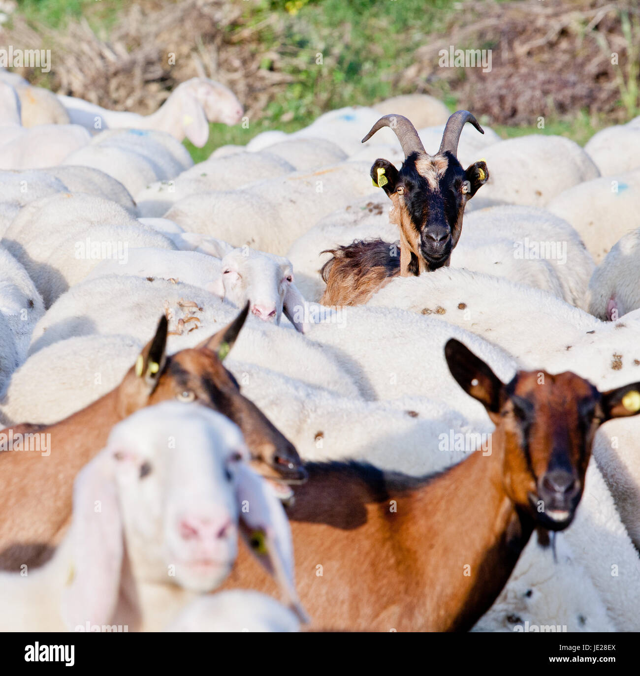 a little goat rising his horns and very curious Stock Photo - Alamy