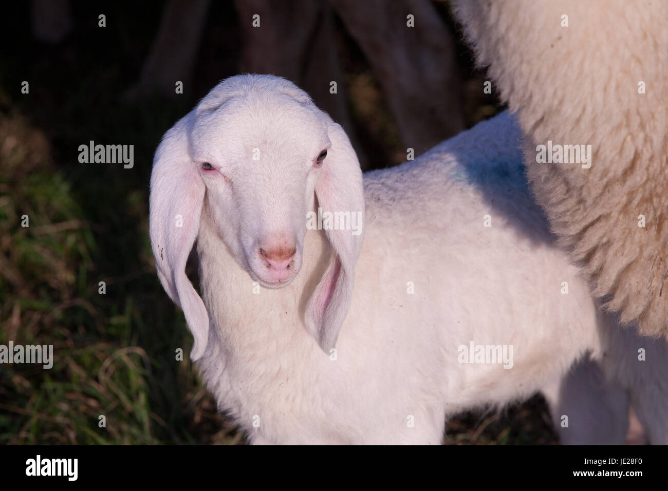 Helpless lamb hi-res stock photography and images - Alamy