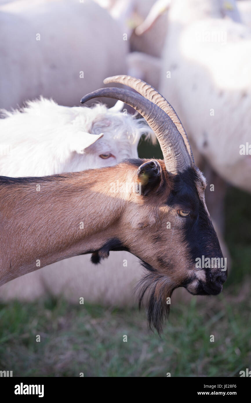Another Goat High Resolution Stock Photography and Images - Alamy