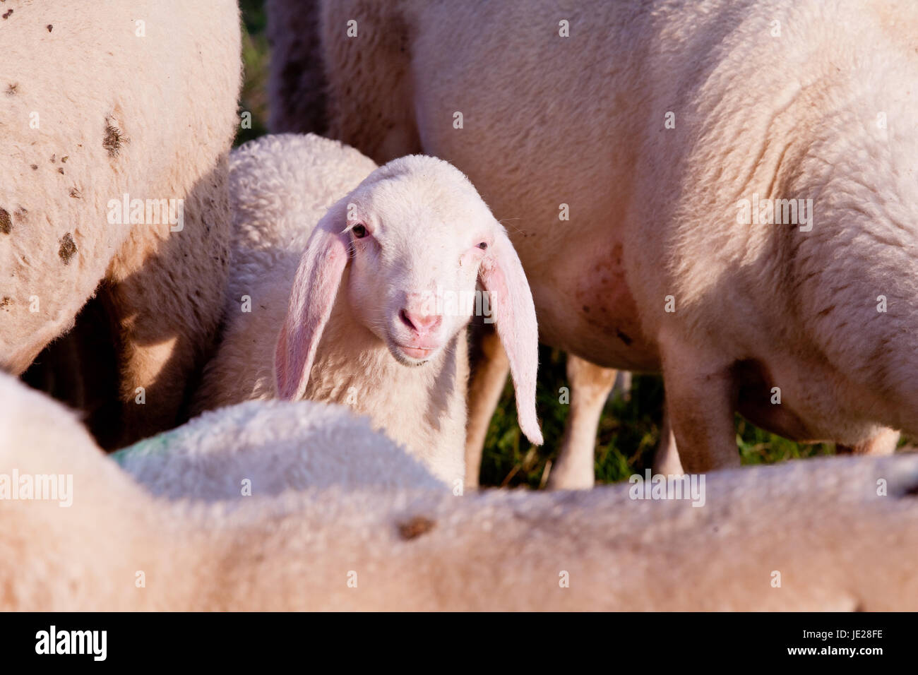 a little lamb watching in the camera with curiosity Stock Photo - Alamy