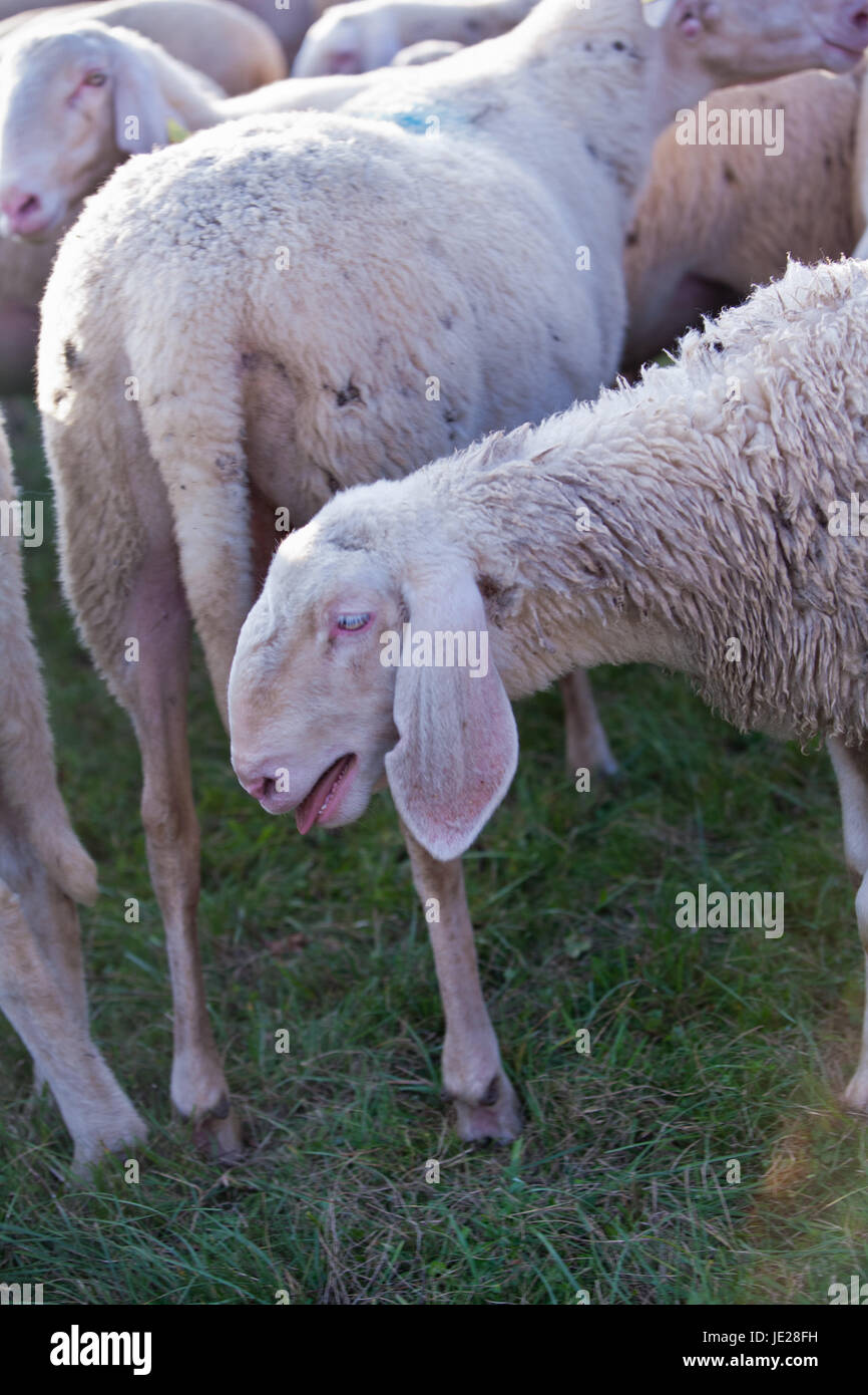 sheep bleating on a grass field near the back of another sheep Stock ...