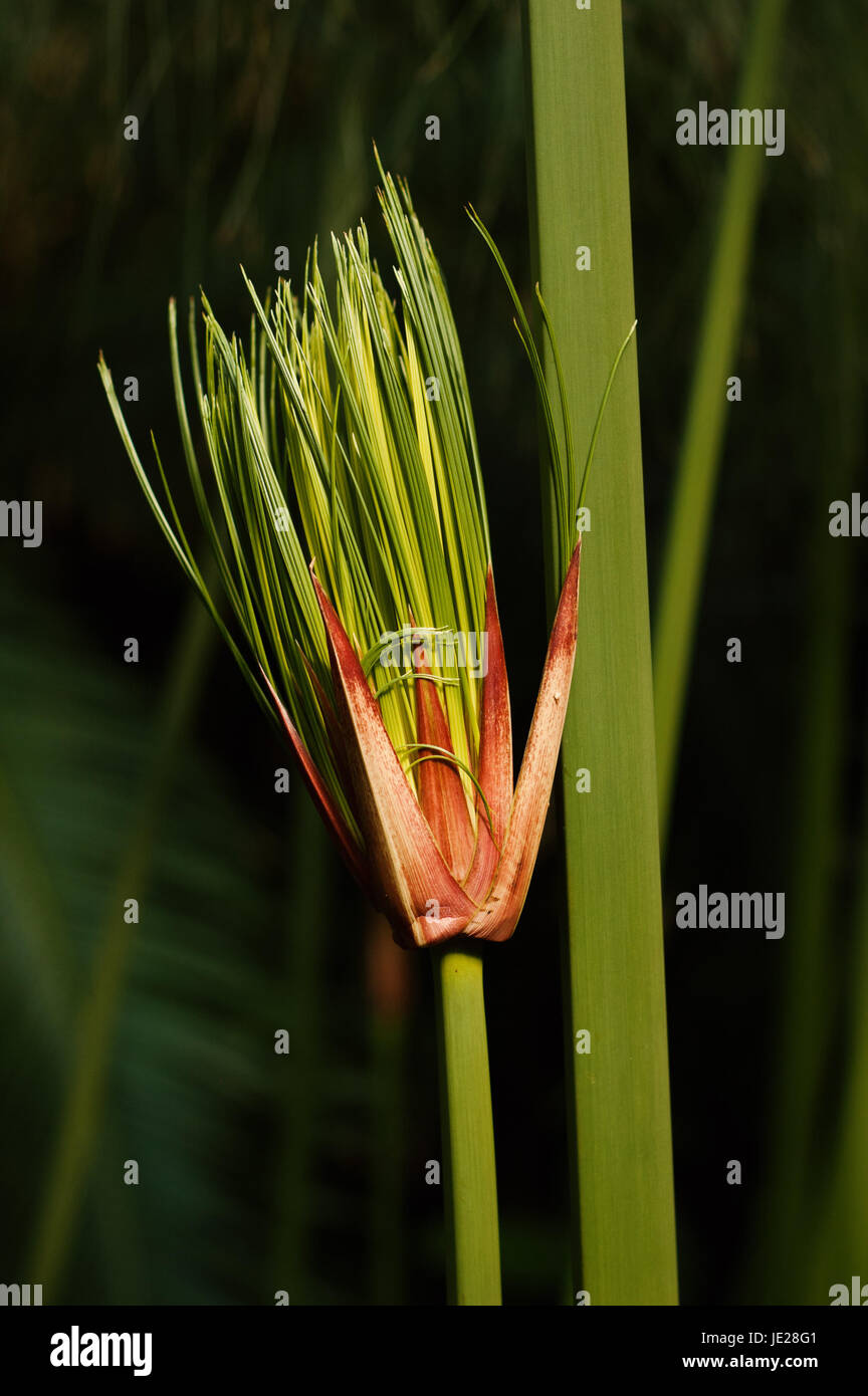 Formation of an abscess hi-res stock photography and images - Alamy